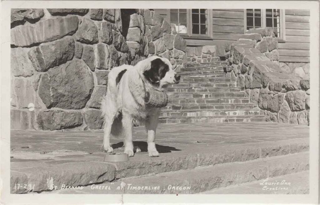 Timberline Lodge Dogs: Animals Who Became Mountain Legends