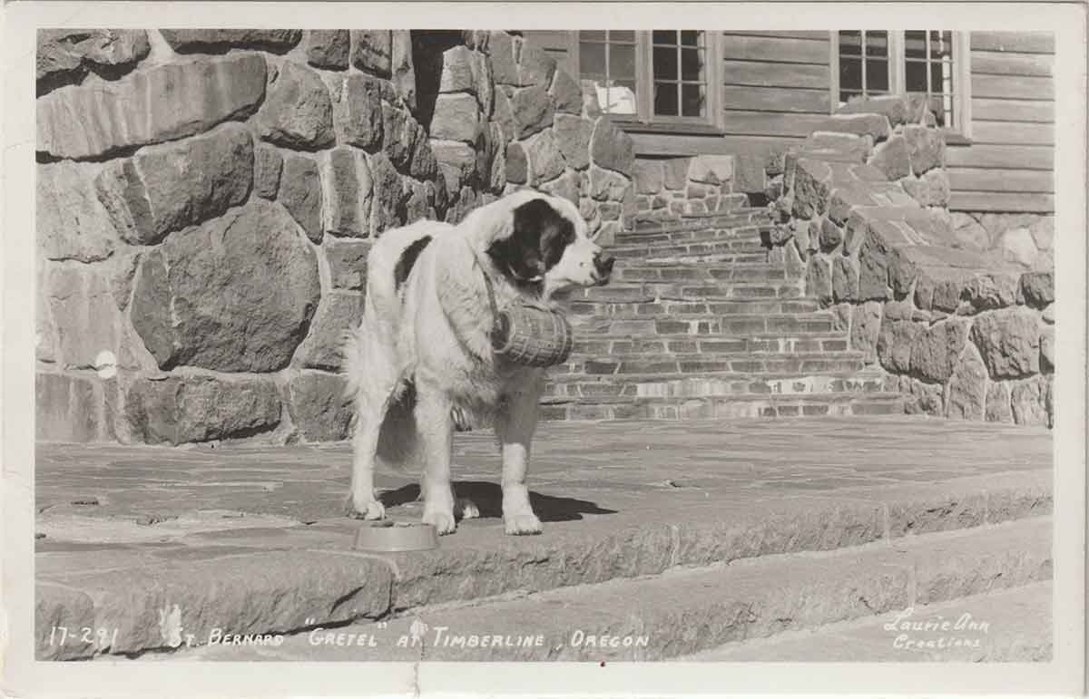 Timberline Lodge Dogs: Animals Who Became Mountain Legends