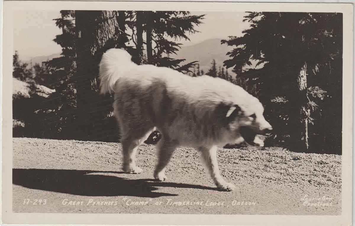 Scan_20250628 - Mount Hood History