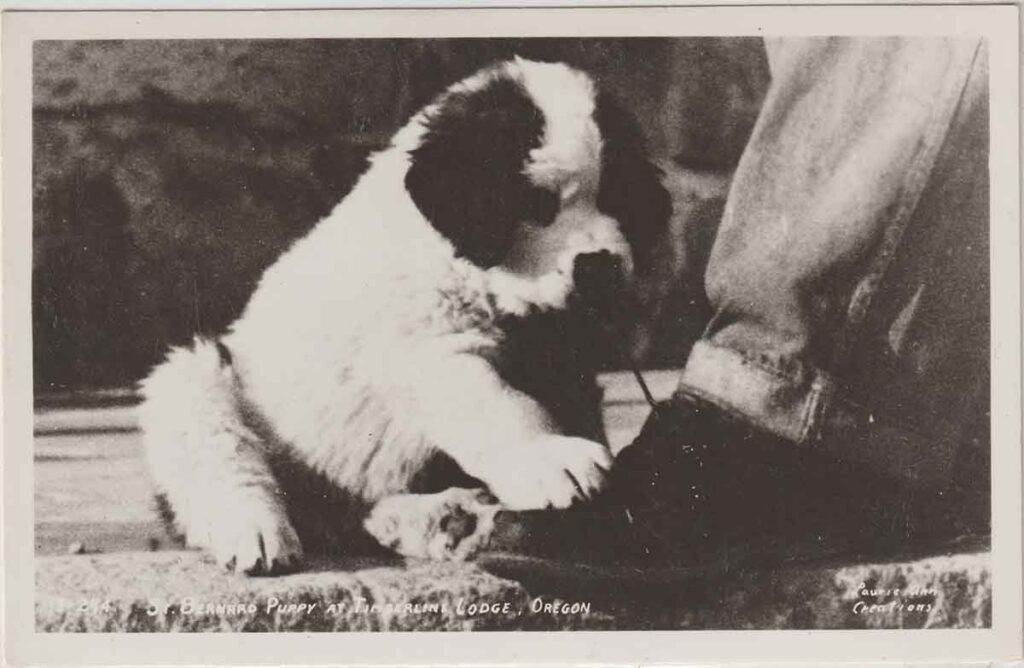 Timberline Lodge Dogs: Animals Who Became Mountain Legends